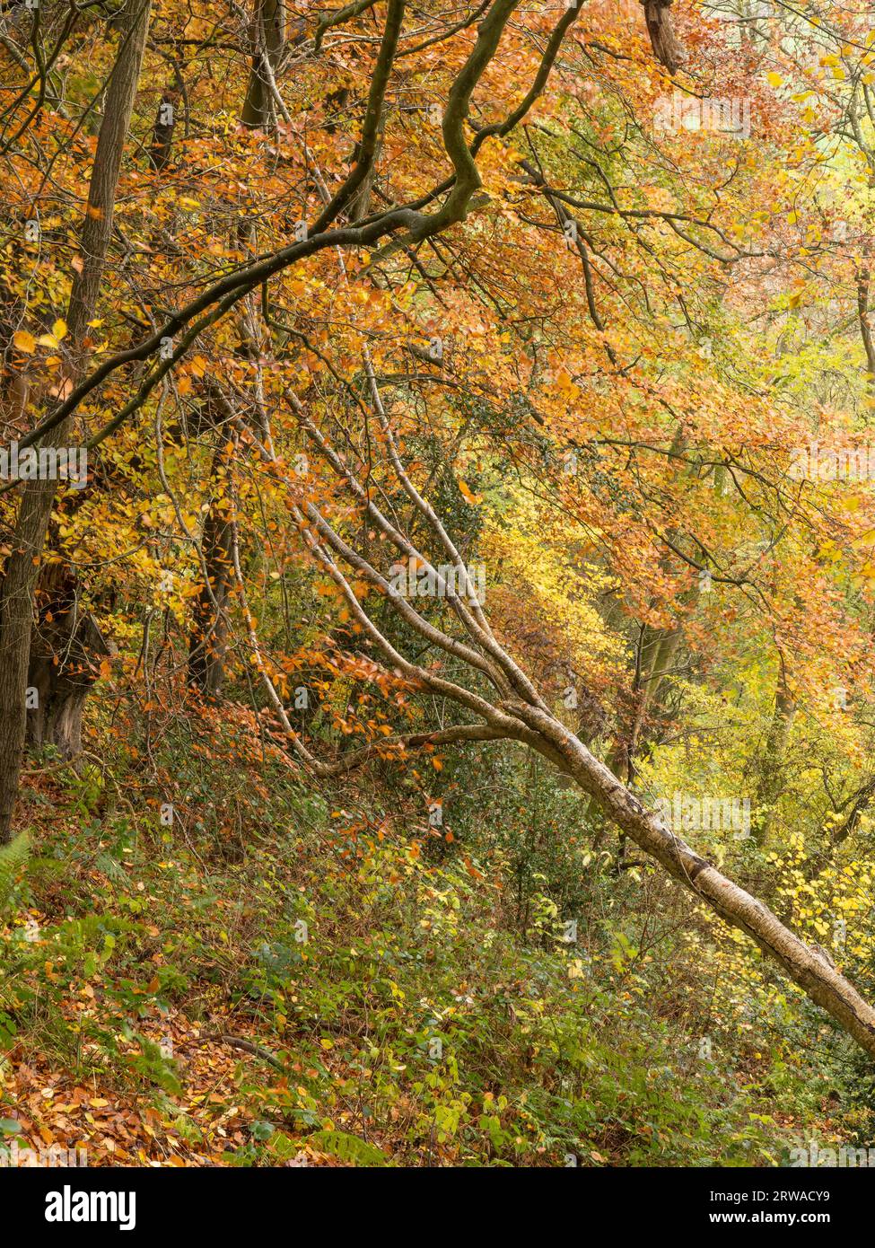Natural Woodland at Goat Hill, an escarpment at the eastern end of the ...
