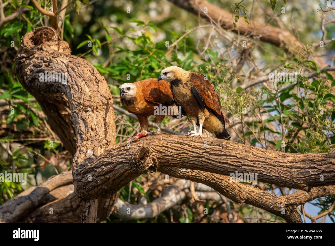 Beautiful couple of Black-collared Hawks sharing fish in the Pantanal ...