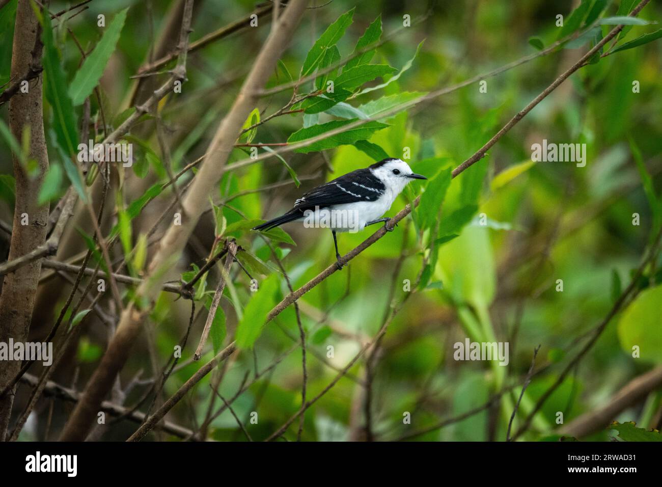 Beautiful view to Black-backed Water-Tyrant (Fluvicola albiventer Stock ...