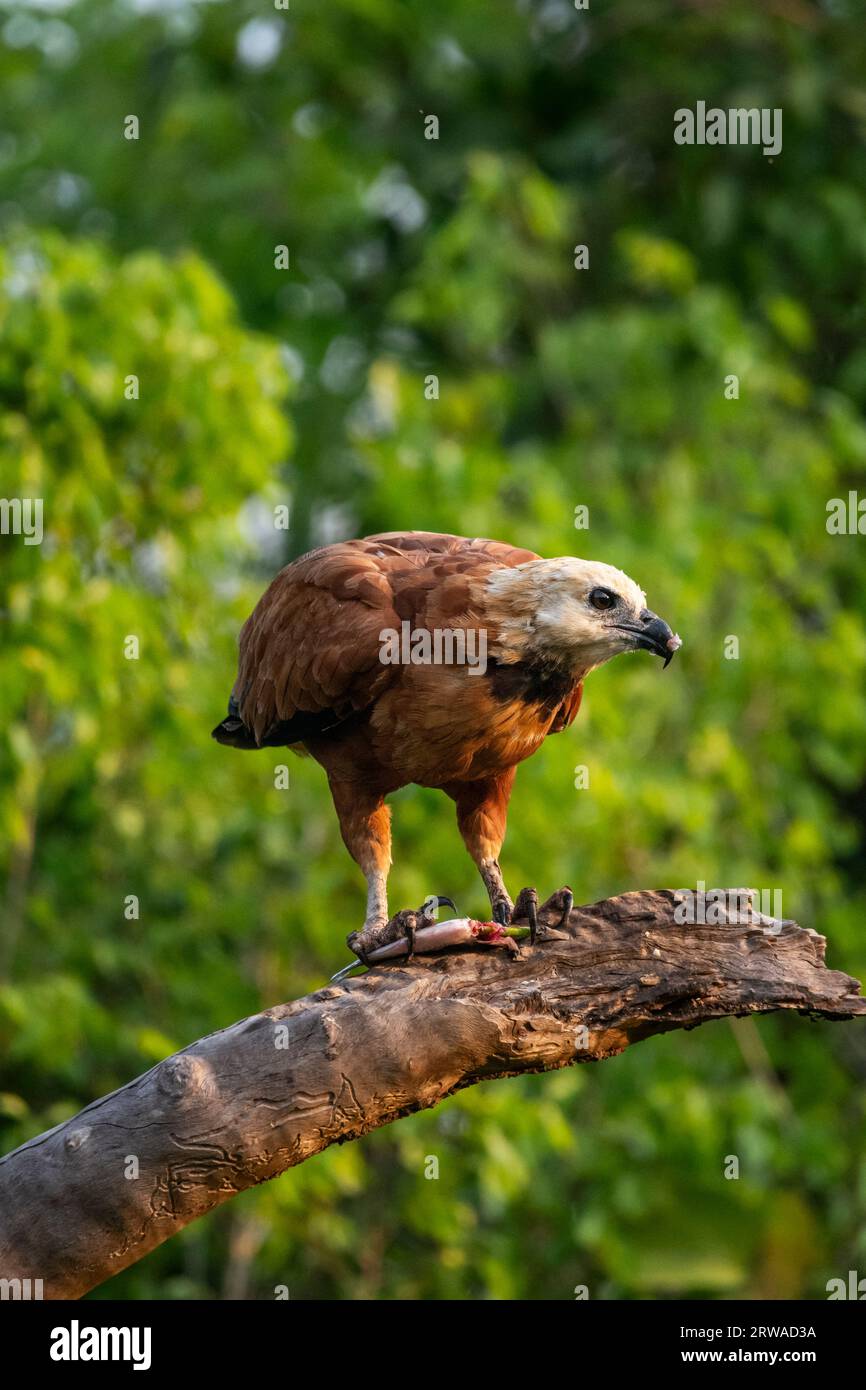 Beautiful Black-collared Hawk eating fish on tree branch Stock Photo ...