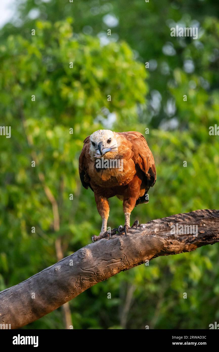 Beautiful Black-collared Hawk eating fish on tree branch Stock Photo ...