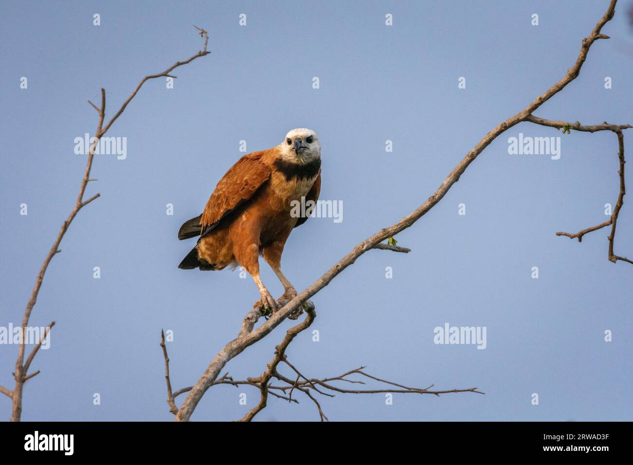 Beautiful Black-collared Hawk sitting on tree branch in the Pantanal ...