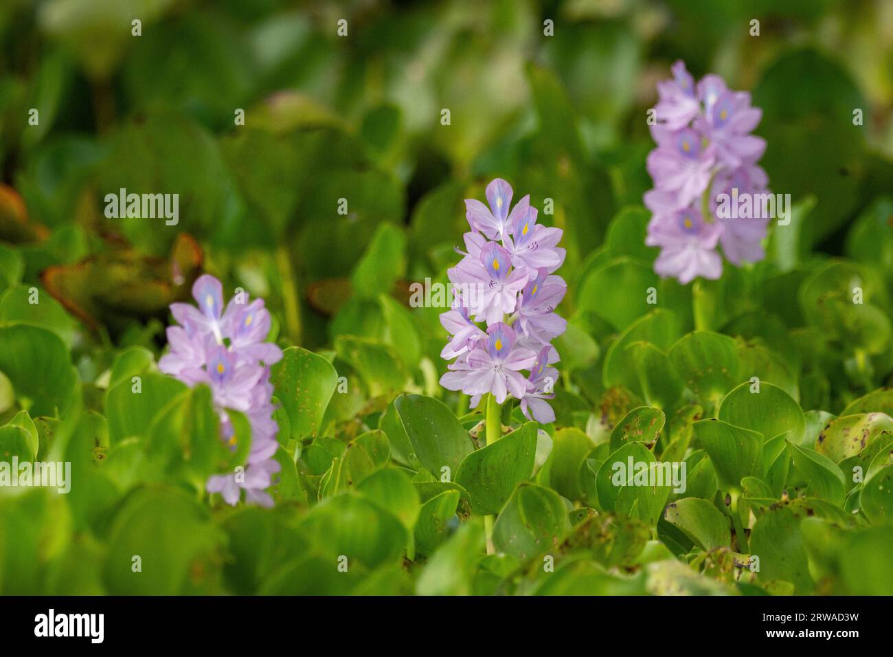 Beautiful view to green Water Hyacinth floating vegetation Stock Photo ...