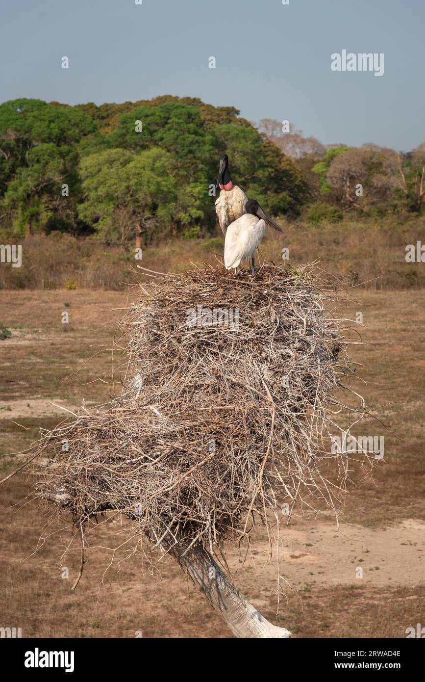 Couple of Jabiru Stork birds in the nest in the Pantanal of Poconé ...