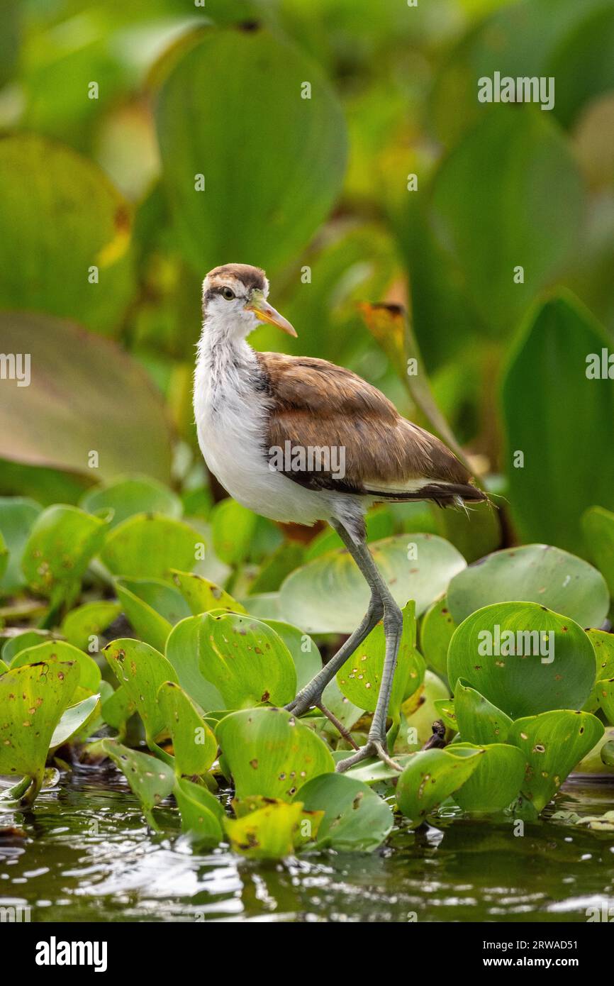 Beautiful view to Wattled Jacana bird on green floating vegetation ...