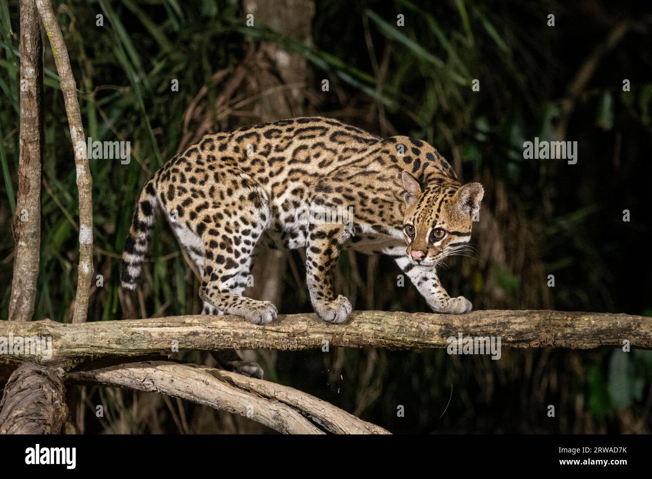 Ocelot (Leopardus pardalis) on tree branch at night in the Pantanal ...