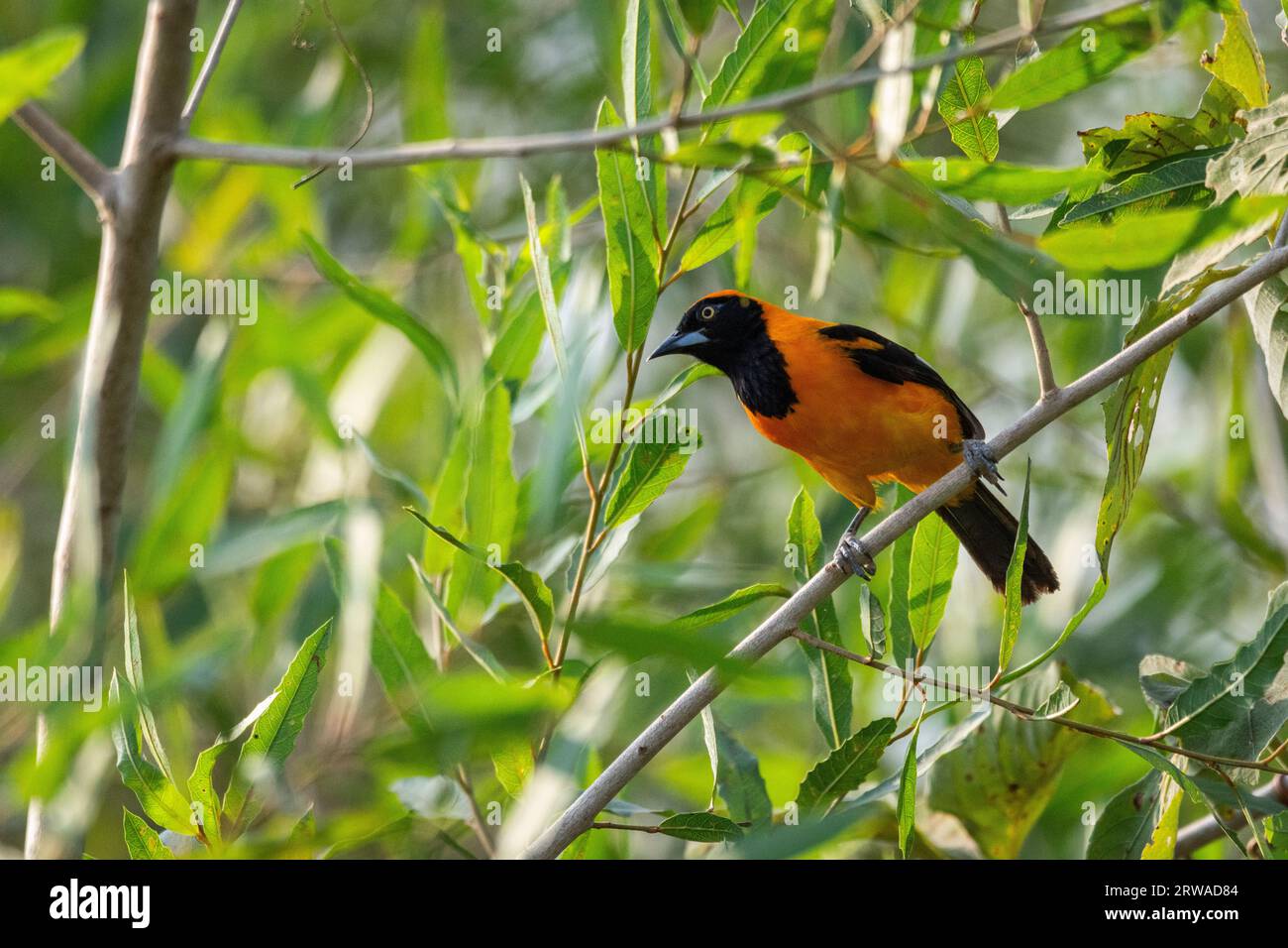 Beautiful view to Orange-backed Troupial (Icterus croconotus Stock ...