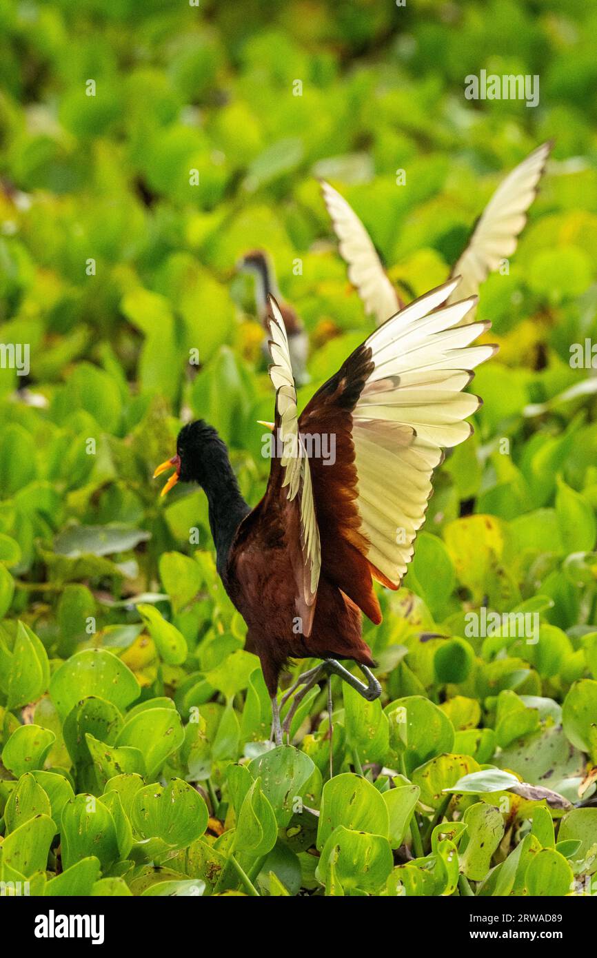 Beautiful view to Wattled Jacana bird on green floating vegetation ...