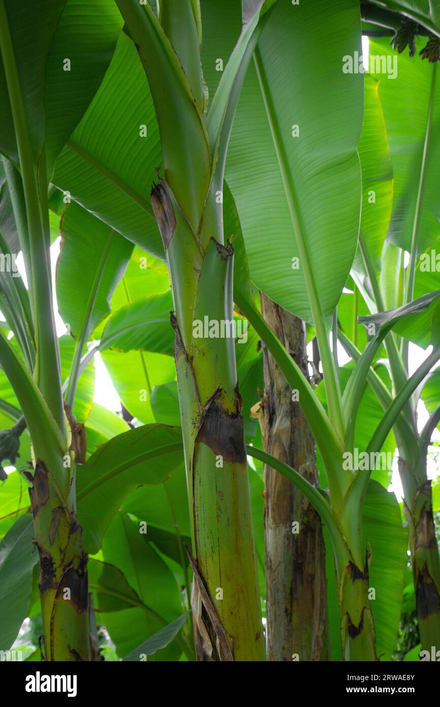 Banana trees growing on the banana plantation Stock Photo - Alamy