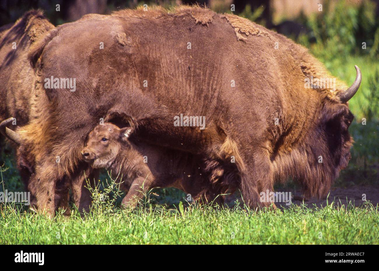Poland - European bison (Bos bonasus), also known as the wisent live in ...