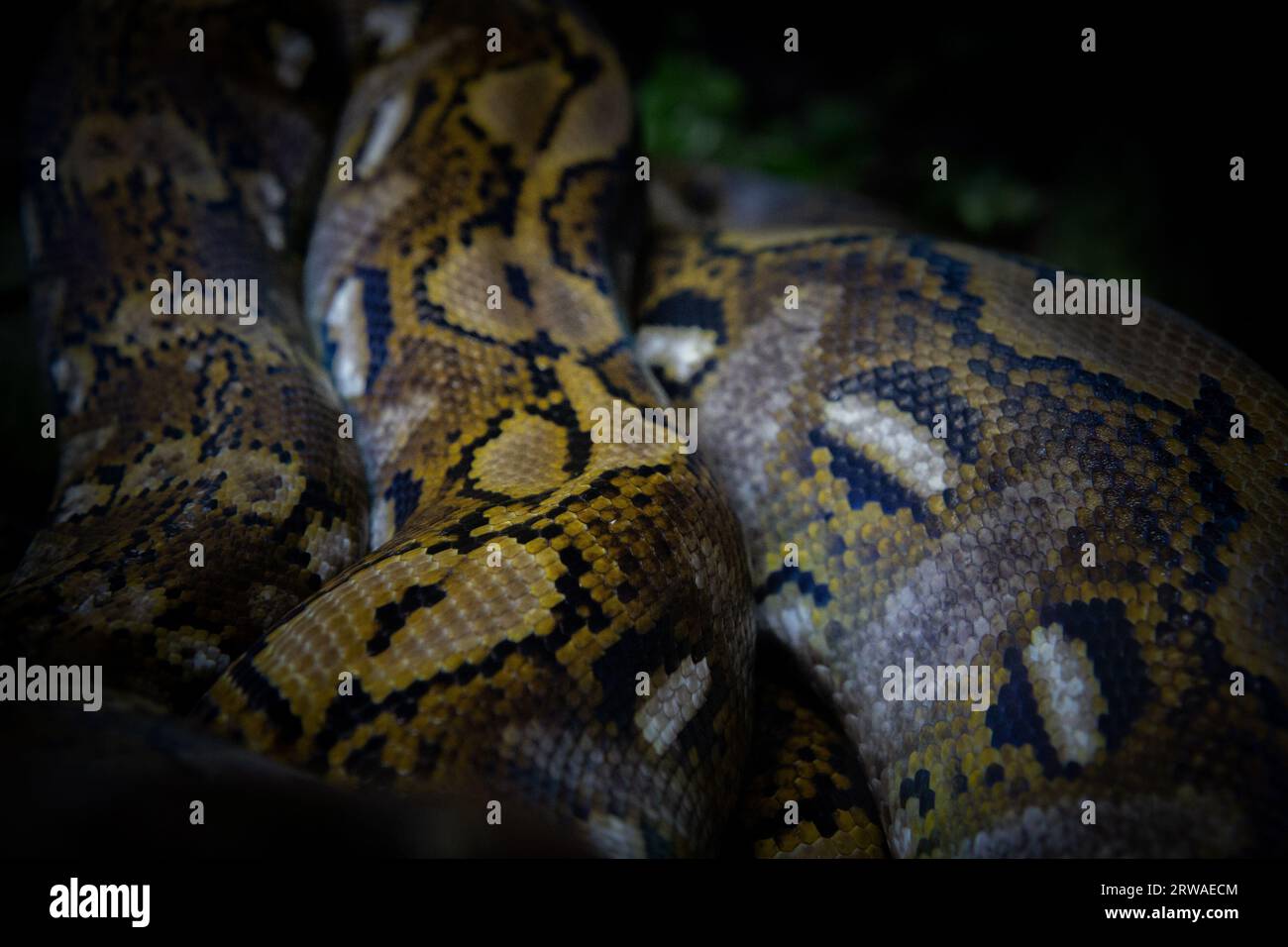 The body of the python is curved. Close-up snake skin. Rough python skin texture Stock Photo - Alamy