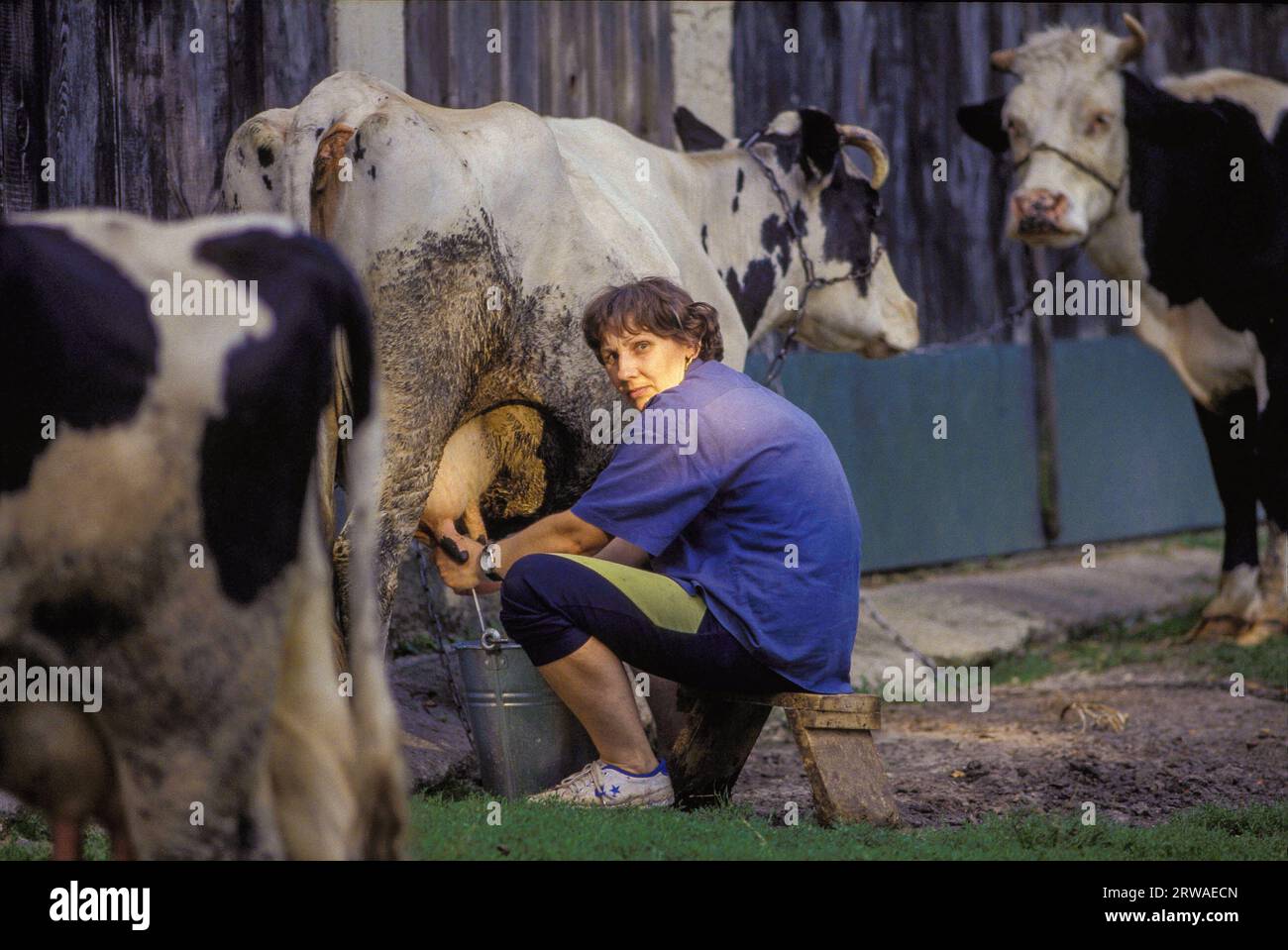 Woman milking cow poland hi-res stock photography and images - Alamy