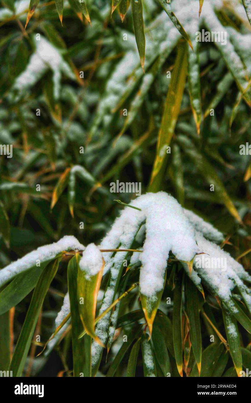 Explore the enchanting beauty of diverse snowscapes across China, where ...