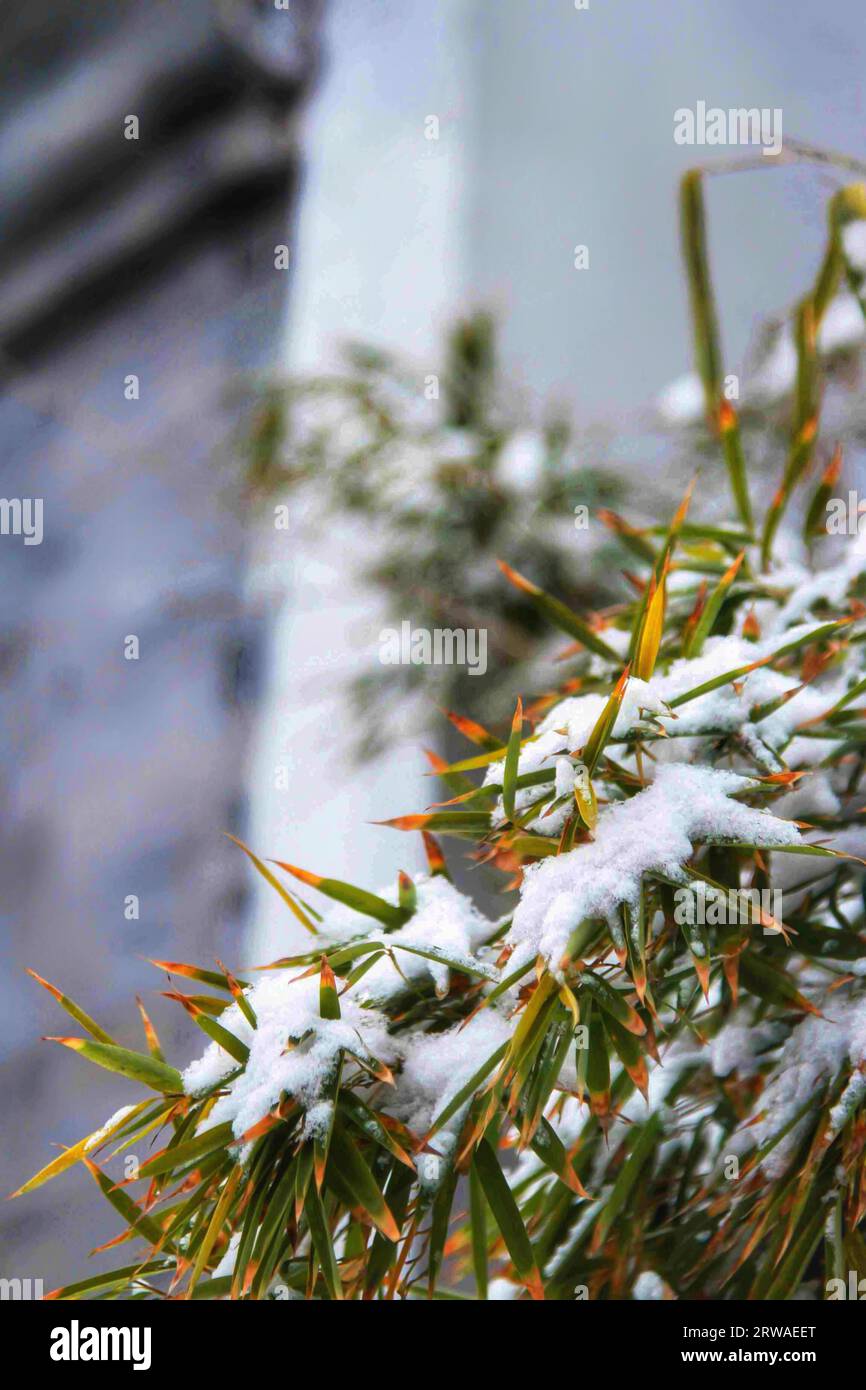 Chinas snowy scenes hi-res stock photography and images - Alamy