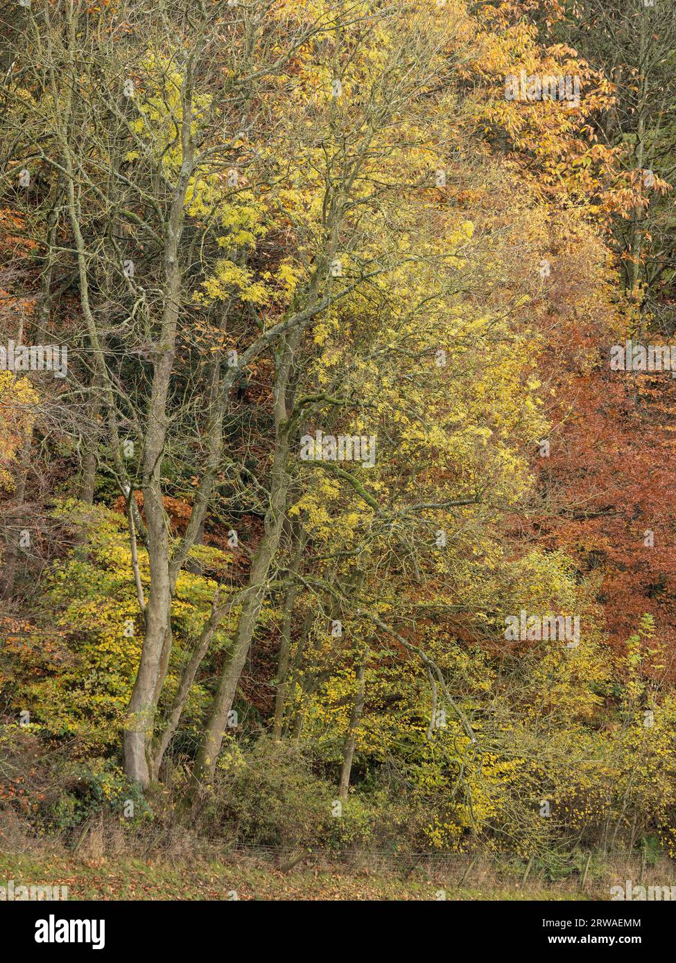 Natural Woodland at Goat Hill, an escarpment at the eastern end of the ...