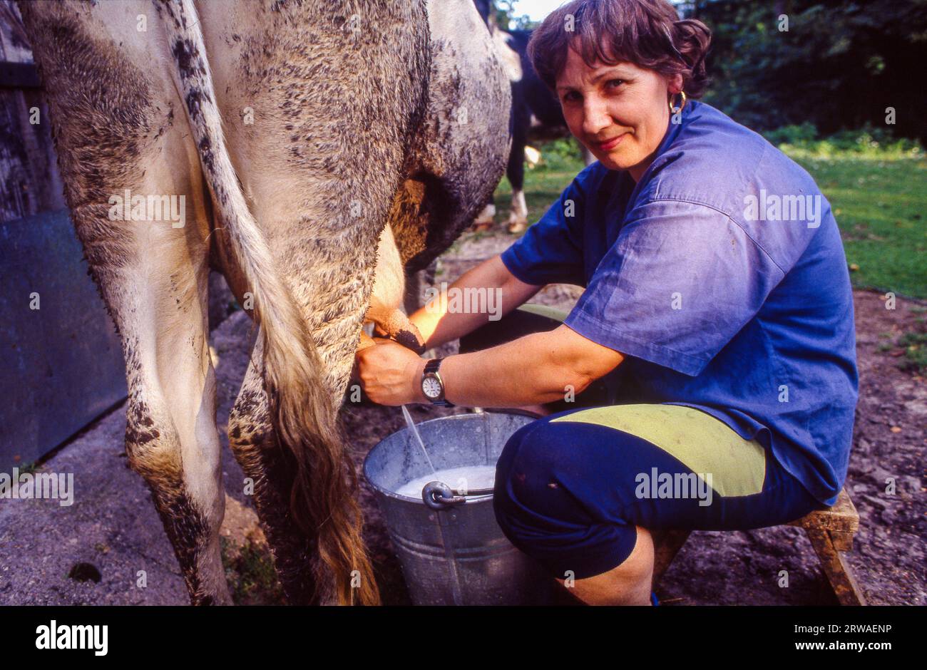 Woman milking cow poland hi-res stock photography and images - Alamy