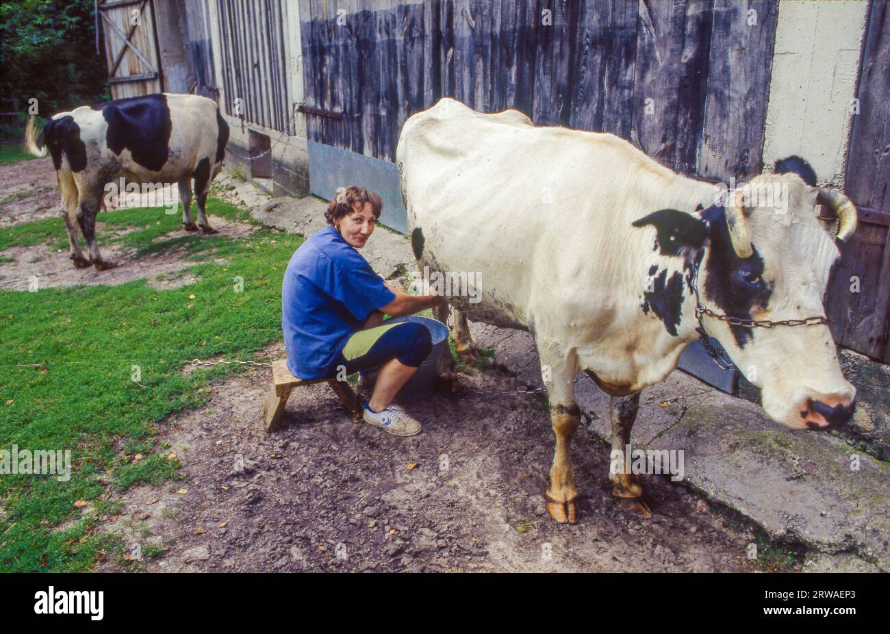 Poland, Secemin, female farmer is milking her cows Stock Photo - Alamy