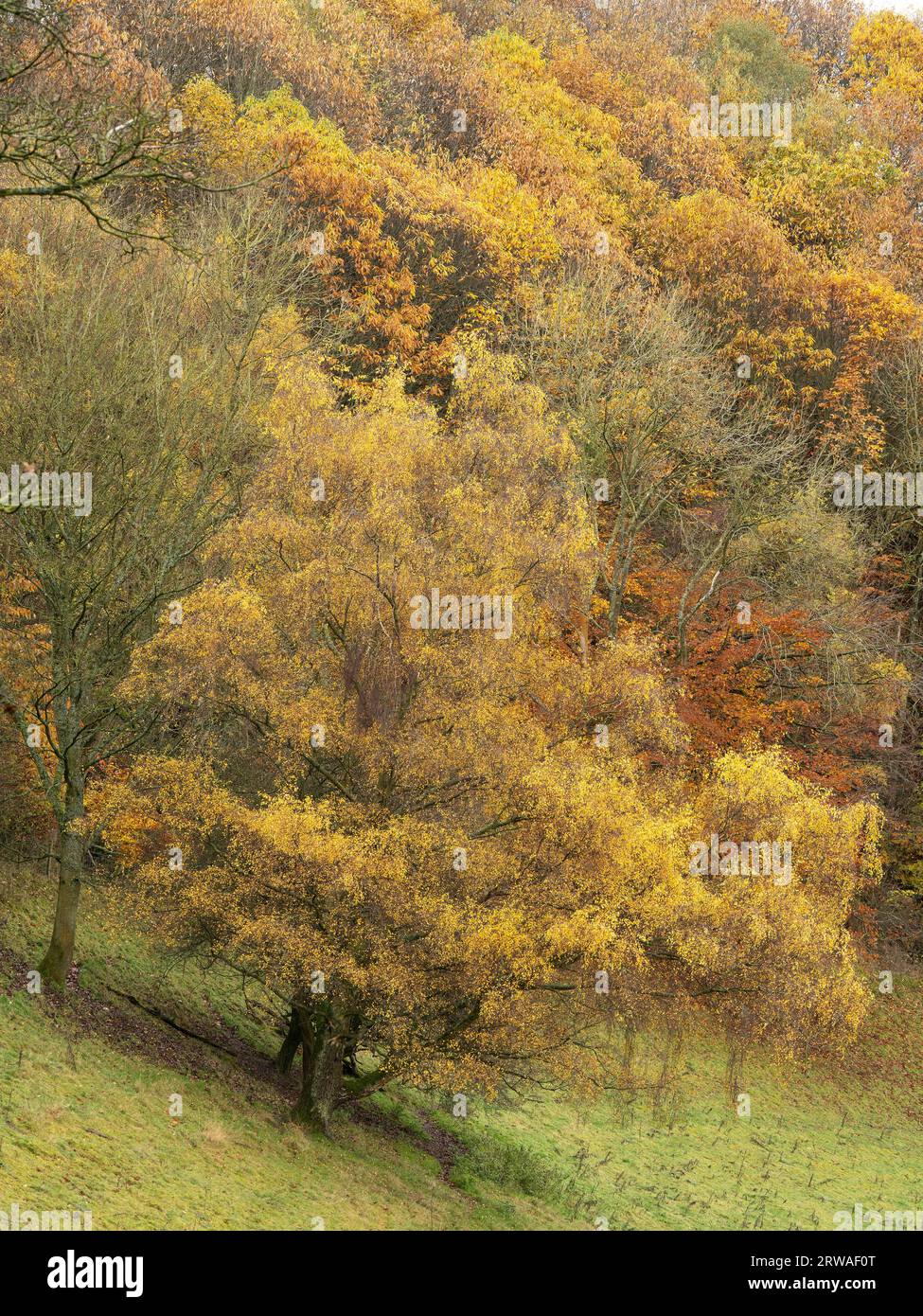 Natural Woodland at Goat Hill, an escarpment at the eastern end of the ...