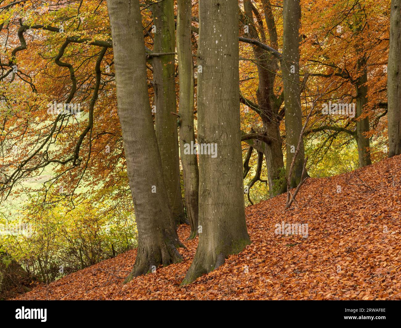 Natural Woodland at Goat Hill, an escarpment at the eastern end of the ...