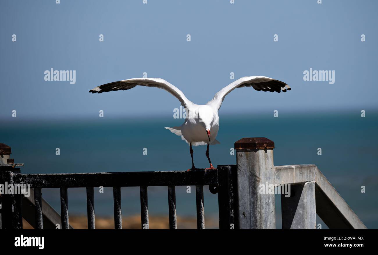 A White Seagull standing on a beachside fence is ready to launch into ...