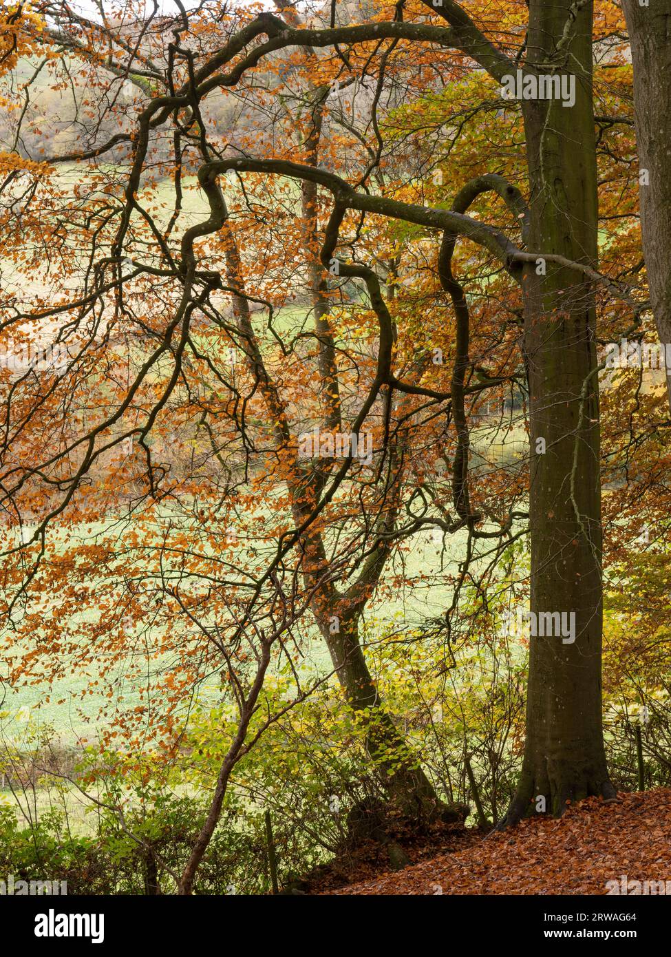 Natural Woodland at Goat Hill, an escarpment at the eastern end of the ...