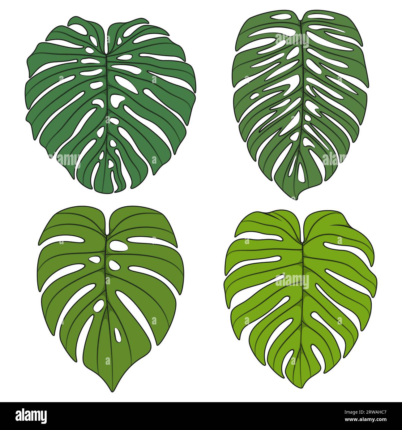 Set of color illustration with monstera creeper plant leaves. Isolated ...