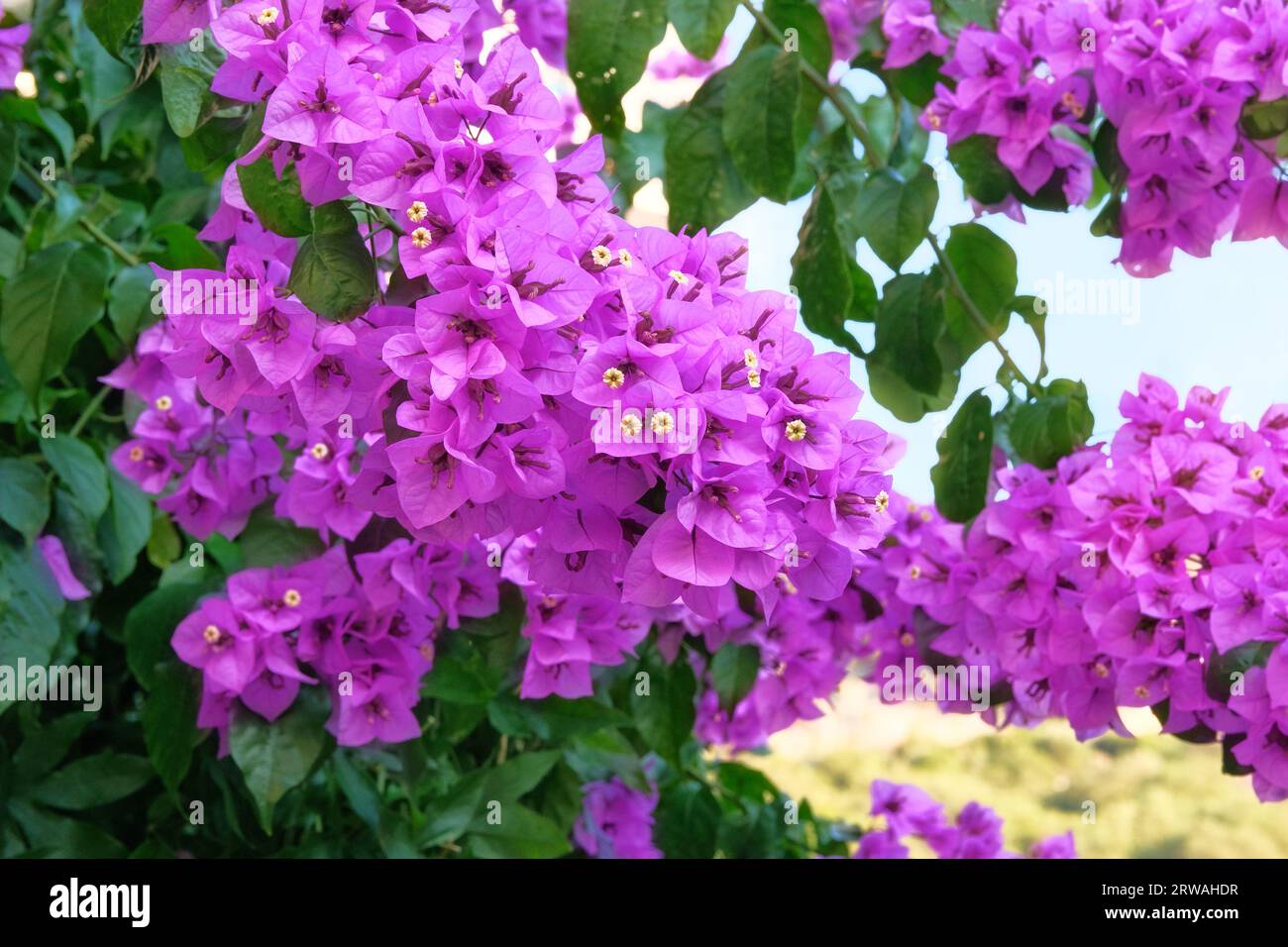 Bougainvillea bush grows next to residential buildings on the coast ...
