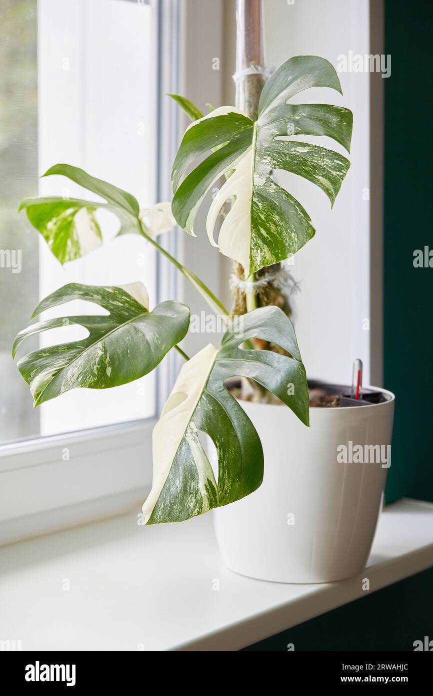 Variegated monstera deliciosa hi-res stock photography and images - Alamy