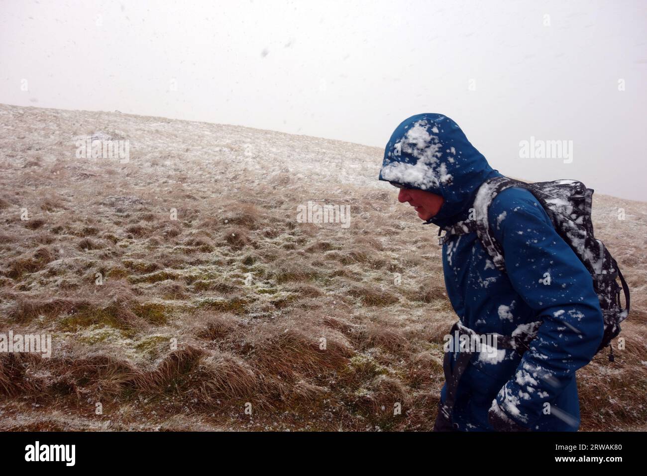 Man Walking on Path in a Snow Blizzard to Ingleborough one of the ...