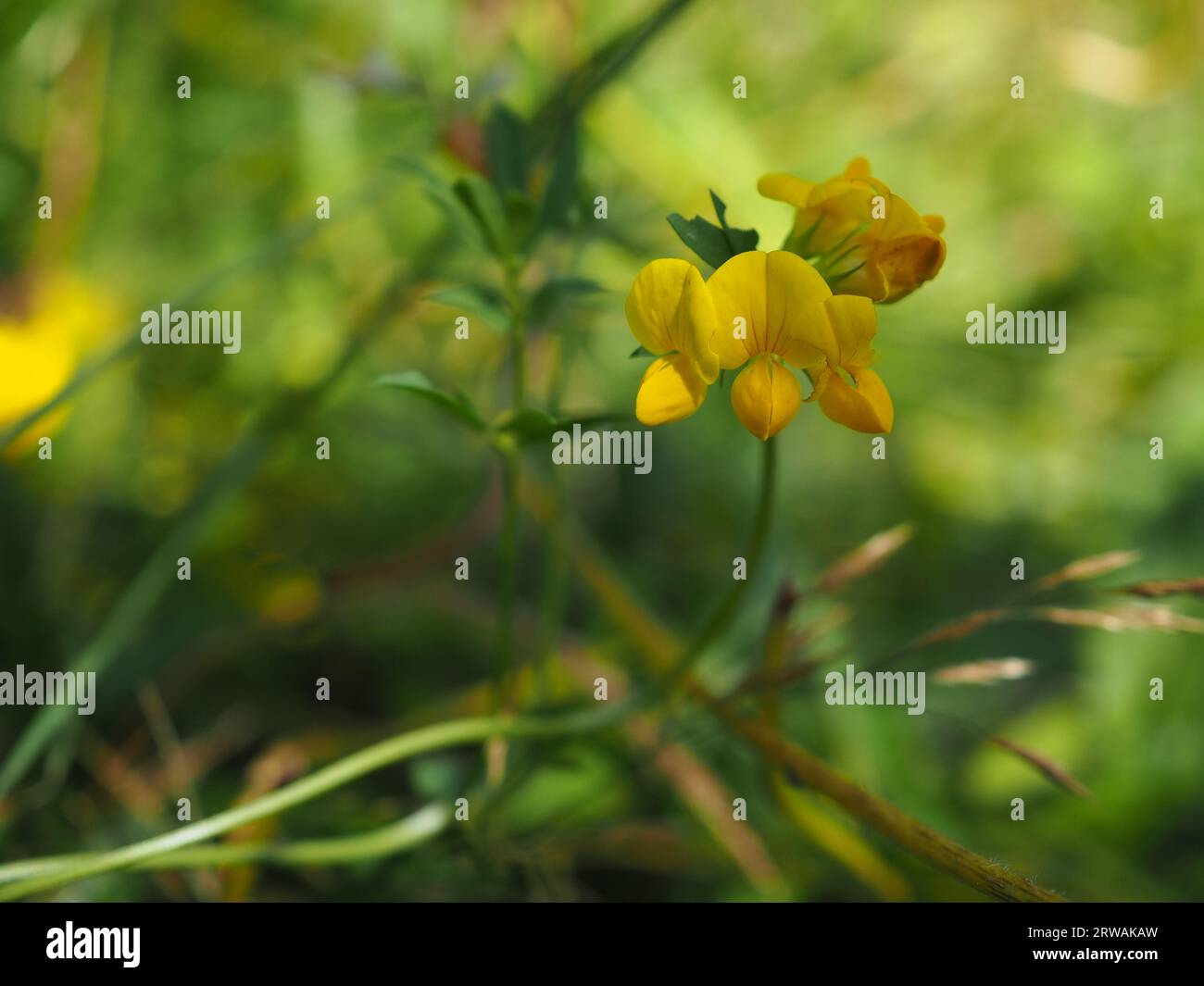 Birds eye flower hi-res stock photography and images - Alamy