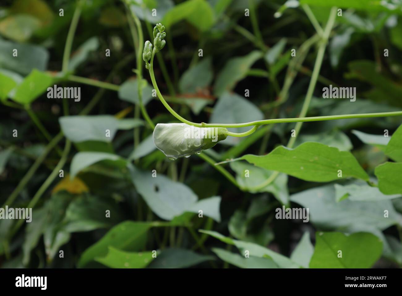 View of the rain soaked, ready to bloom flower buds of a Winged bean ...