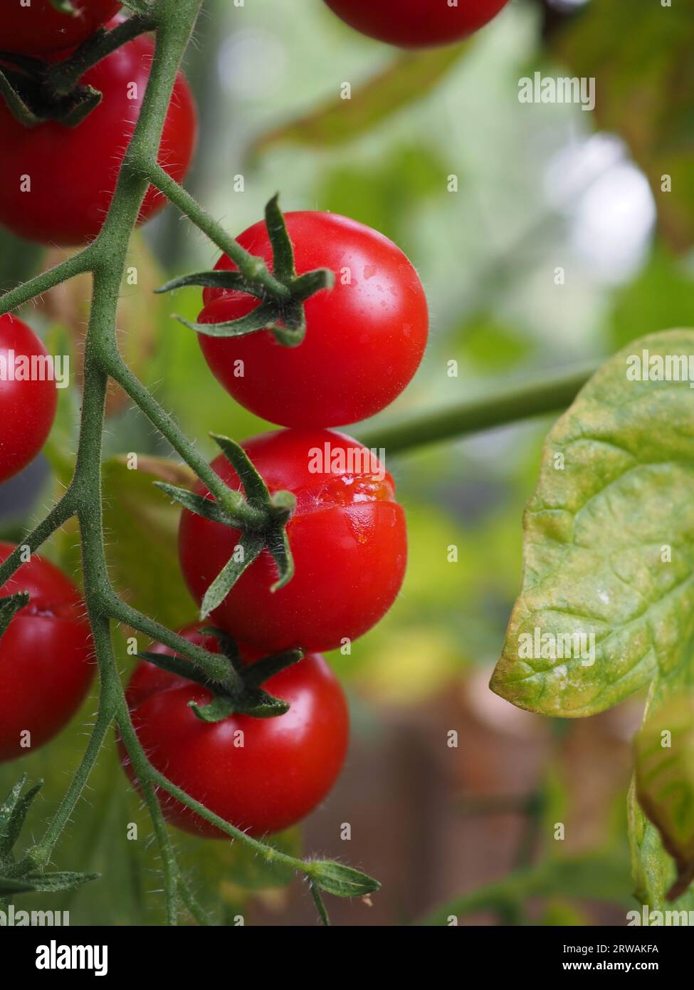 Split tomato skin hi-res stock photography and images - Alamy