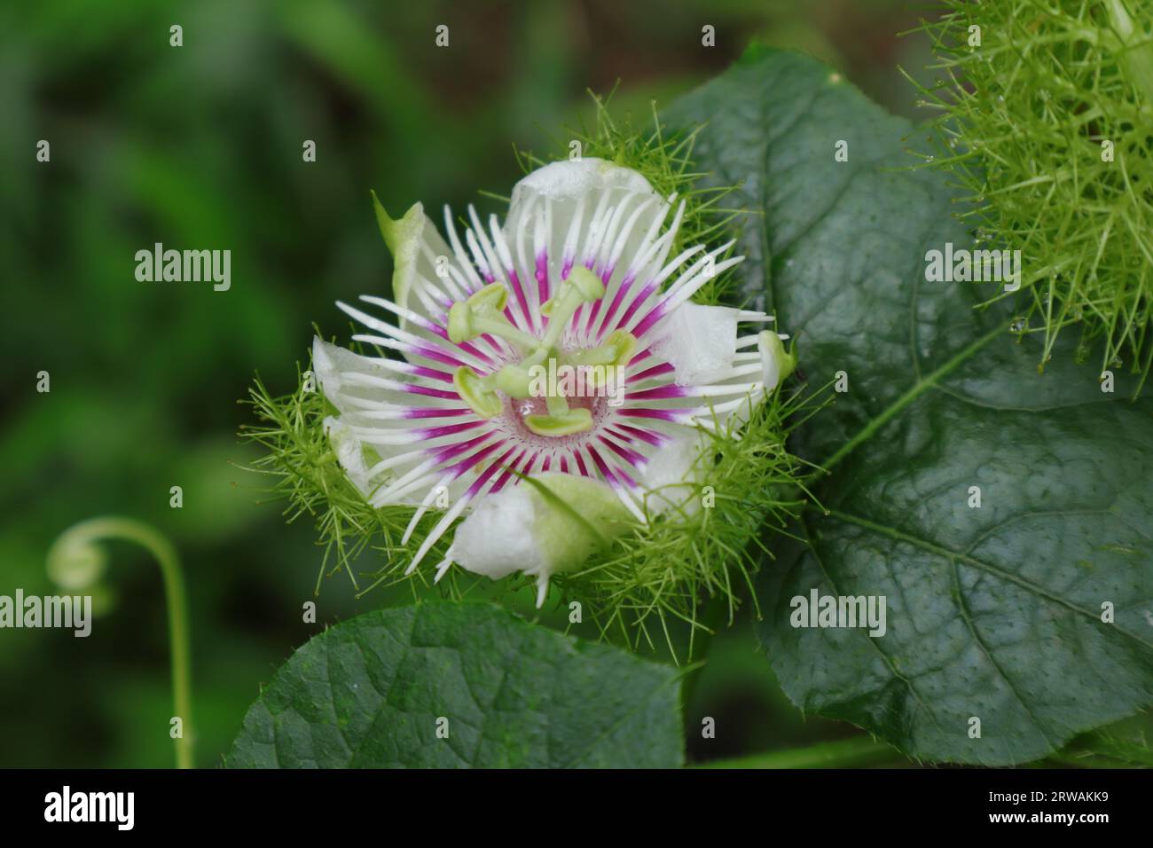 Passiflora foetida hi-res stock photography and images - Alamy