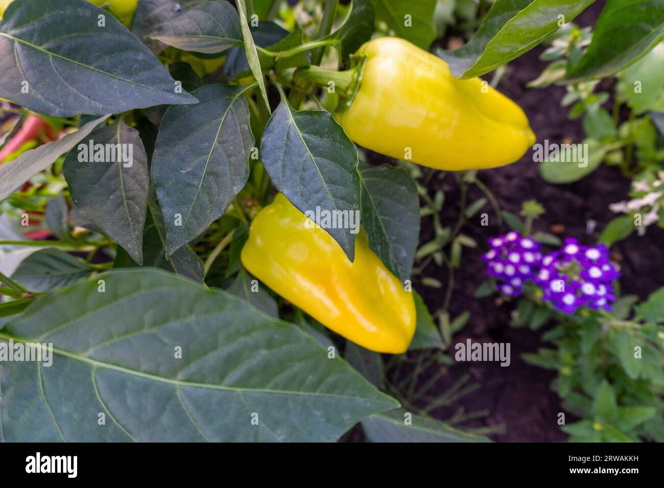 bell pepper on a bush garden Stock Photo - Alamy