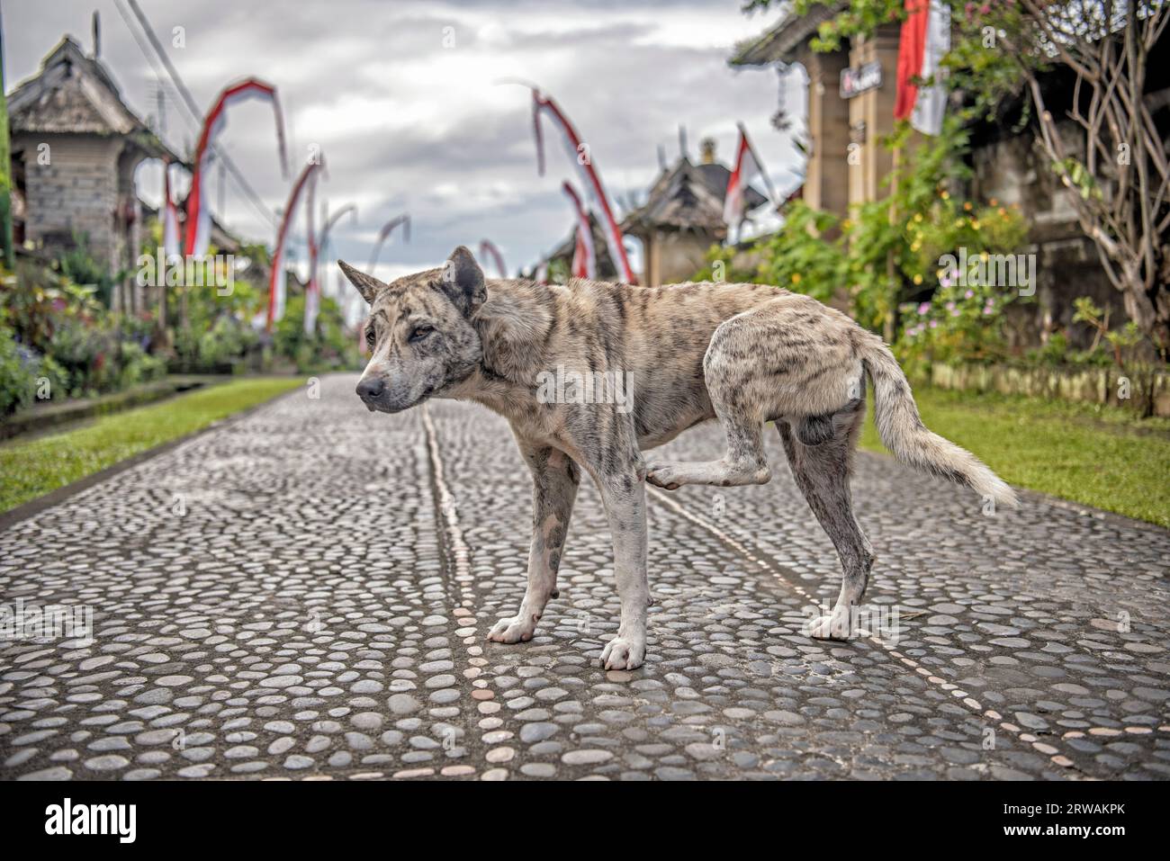 Stray dog standing in the middle of a road, Penglipuran Village, Jalan ...