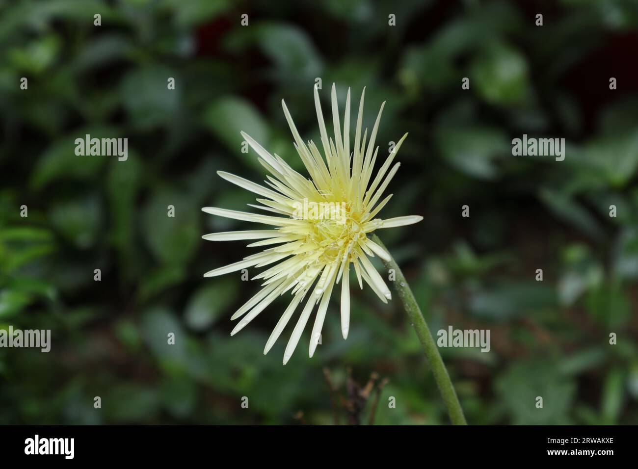 Angle close up view of a yellowish cream colored Gerbera flower ...
