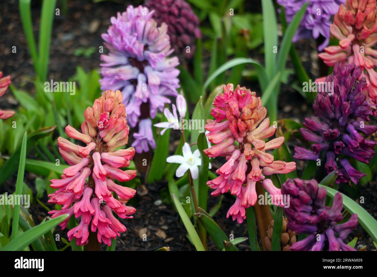 Flower Bed of Multi-Coloured Hyacinth Flowers grown in a Flower Border ...
