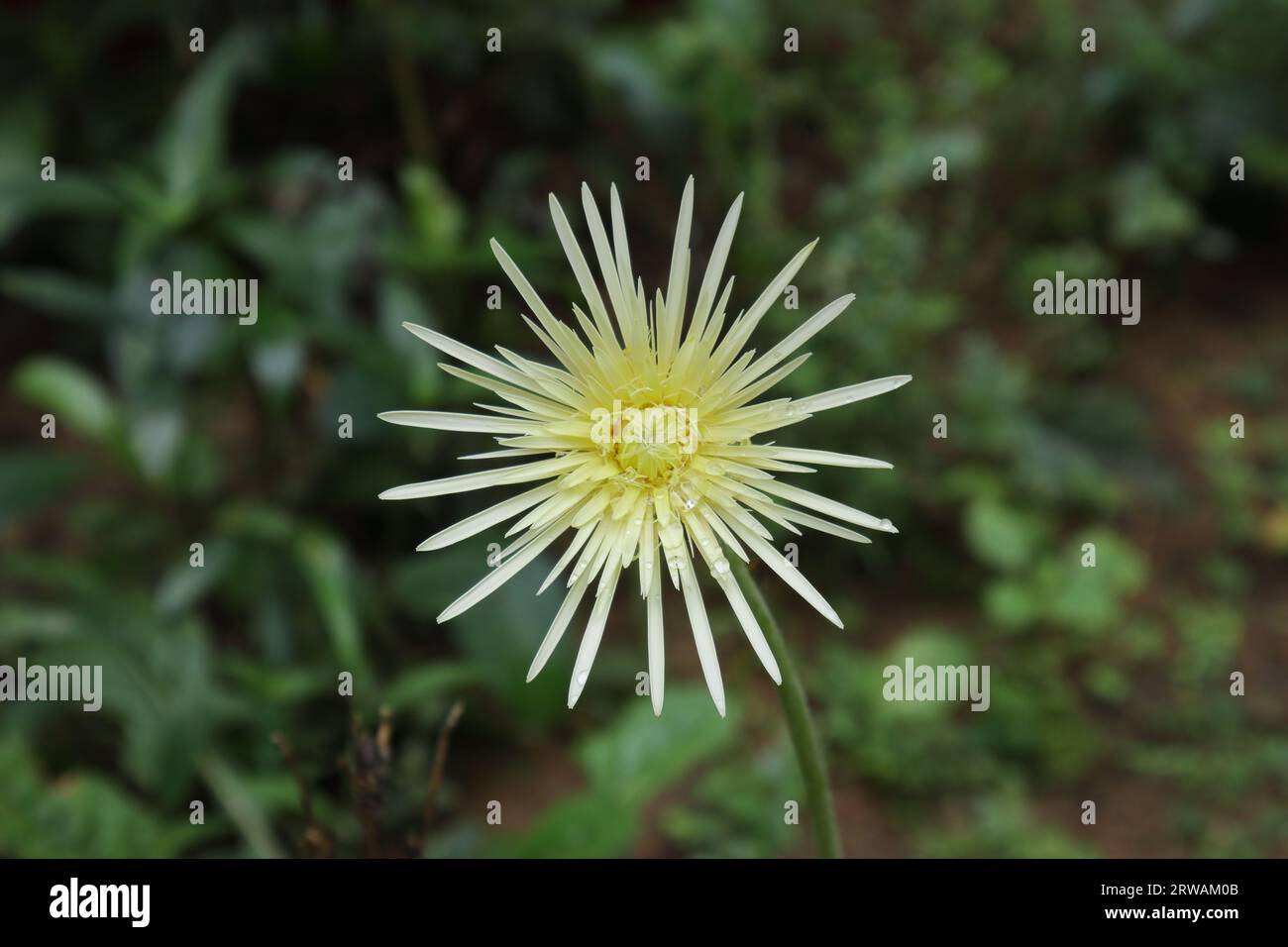 Cream color babandesiya hi-res stock photography and images - Alamy