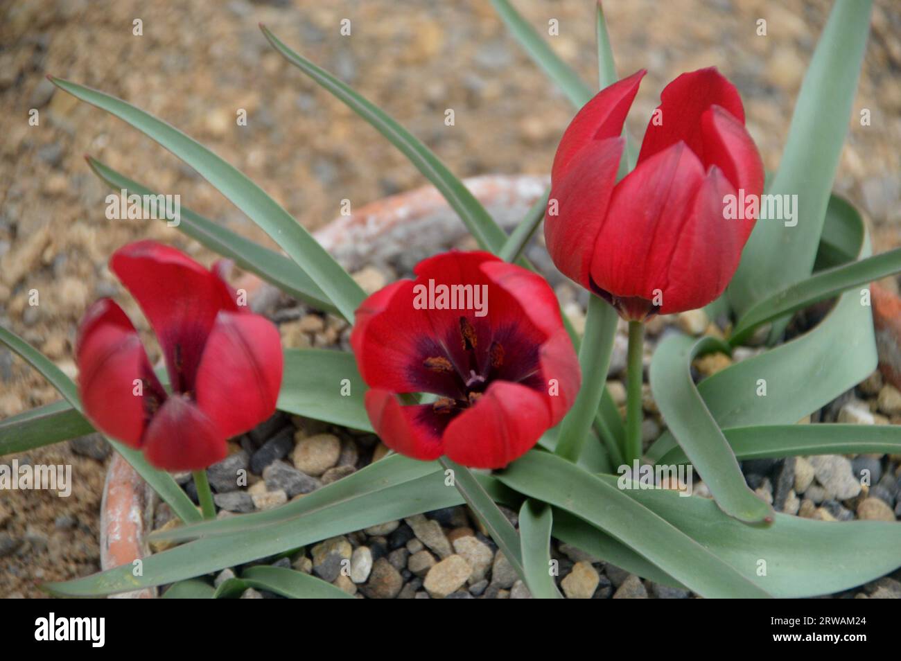 Small Red Dwarf Tulip Tulip (Tulipa humilis 'Lilliput') Flowers grown ...