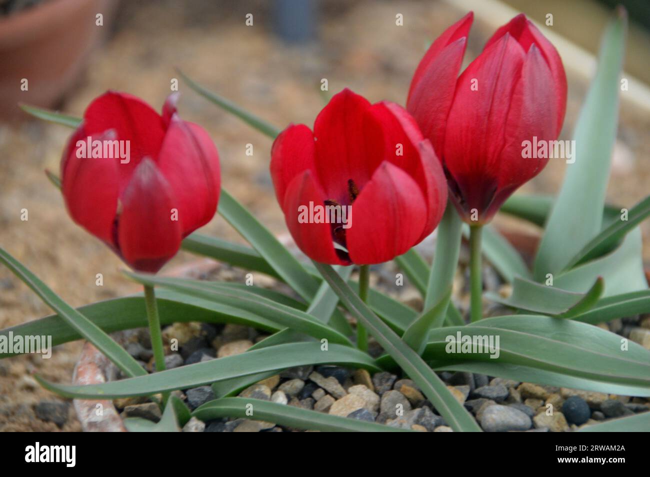 Small Red Dwarf Tulip Tulip (Tulipa humilis 'Lilliput') Flowers grown ...