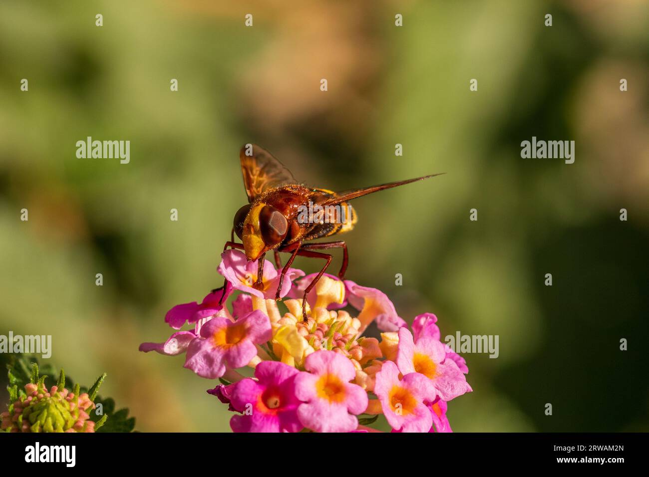 Female volucella zonaria hi-res stock photography and images - Alamy
