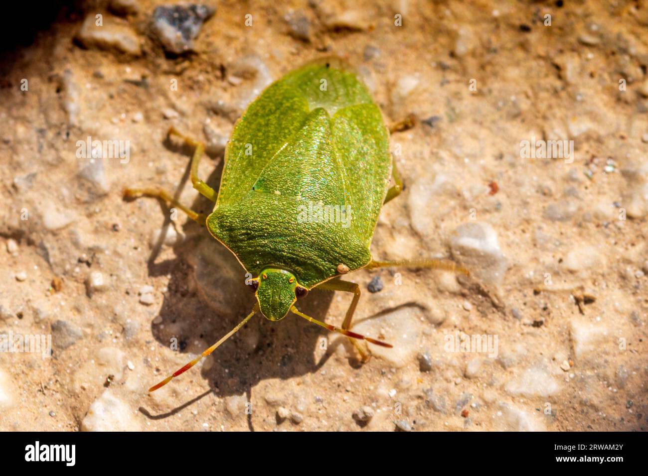Southern green shield hi-res stock photography and images - Alamy