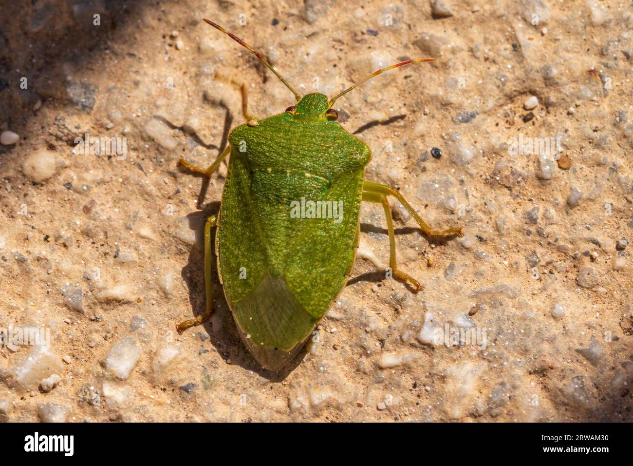 Southern green shield hi-res stock photography and images - Alamy