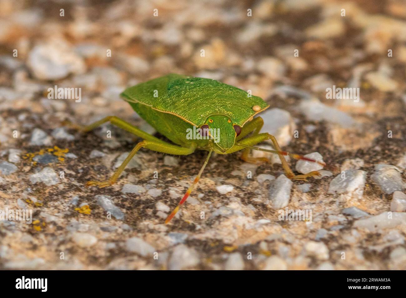 Southern green shield hi-res stock photography and images - Alamy