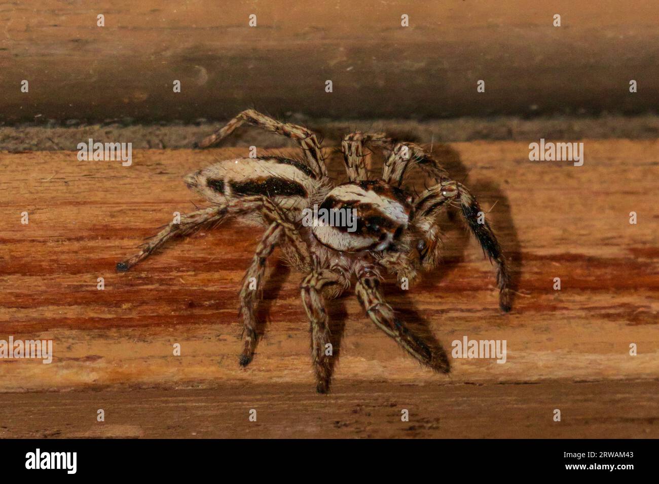 Plexippus paykulli, Male Pantropical Jumping Spider Stock Photo - Alamy