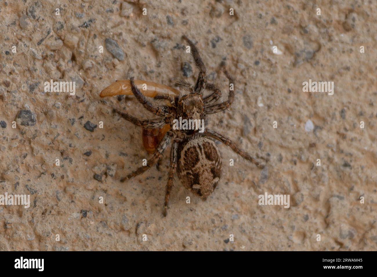 Plexippus paykulli, Female Pantropical Jumping Spider Stock Photo - Alamy