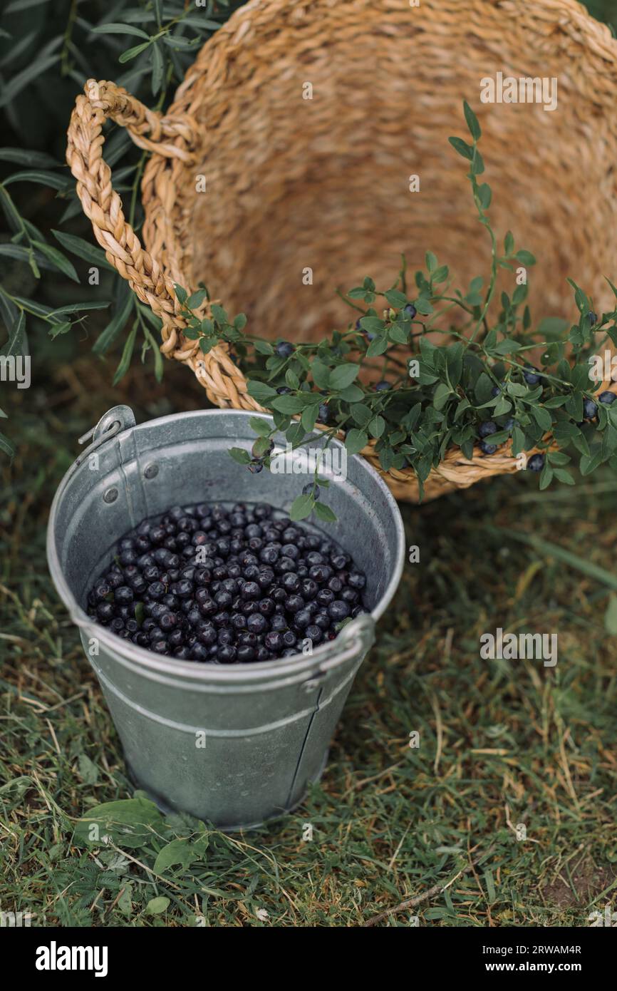 Freshly picked wild blueberry branches in a pair of wellies next to a ...
