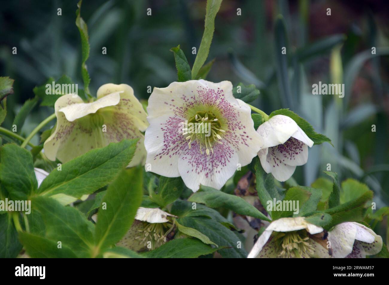 Spring border hellebores hi-res stock photography and images - Alamy