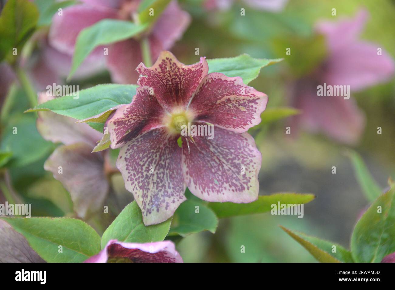 Pink with Red Speckles Hellebore (Helleborus x hybridus) 'Harvington ...