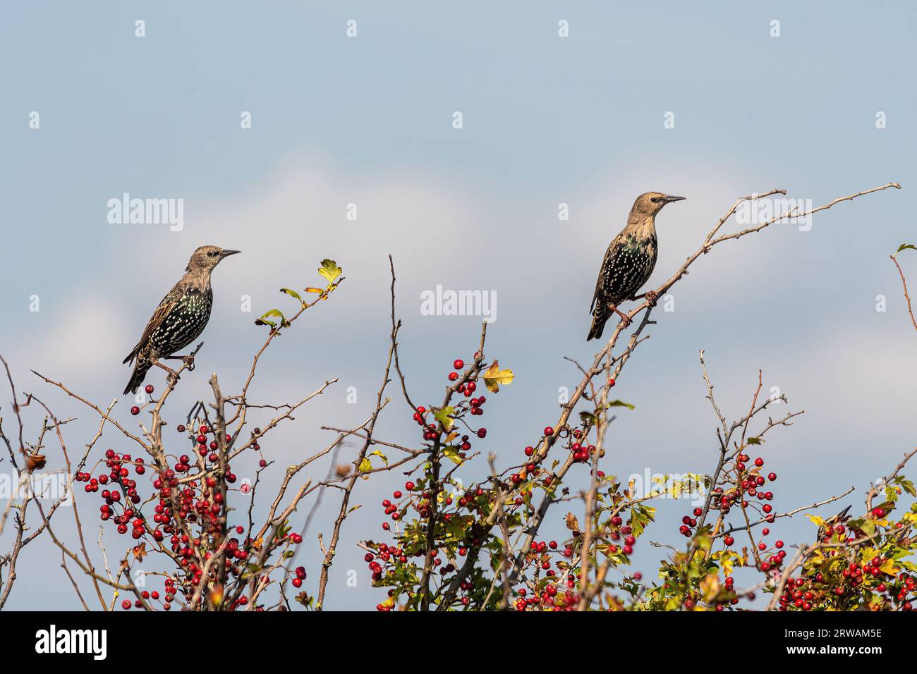 Juvenile starling september uk hi-res stock photography and images - Alamy